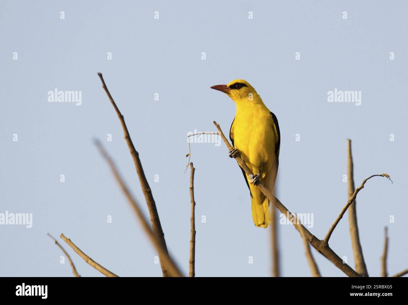 The indian golden oriole hi-res stock photography and images - Alamy