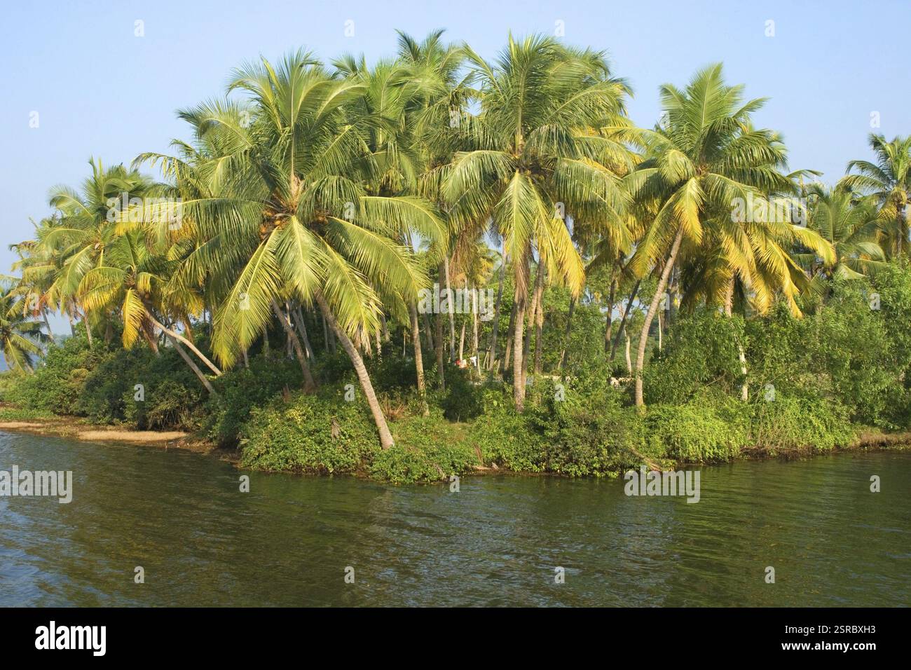 Coconut trees on the bank of ashtamudi river, Kollam, Alleppey, Kerala ...