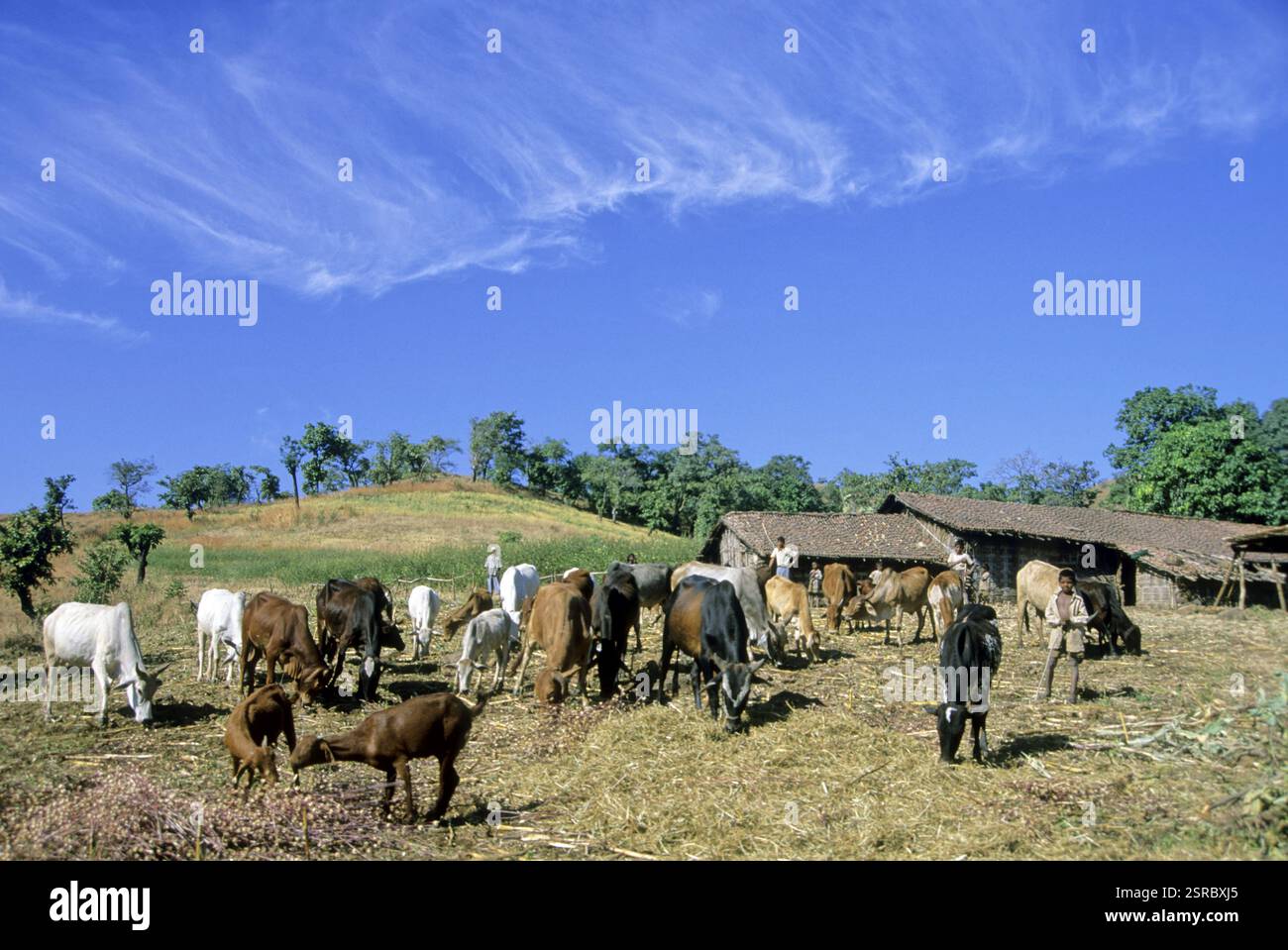 Cows grazing, toranmal hill station, nandurbar, maharashtra, india ...