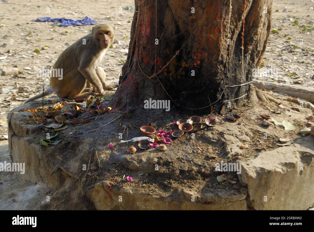 Monkey at tree worship, Varanasi, Uttar Pradesh, India, Asia Stock ...