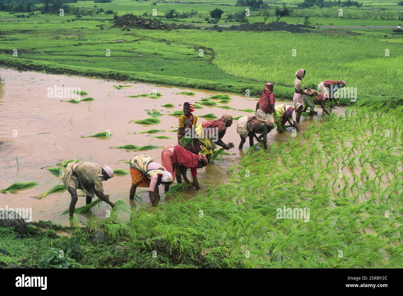 Plantation of rice crops in paddy field, Malshej, Maharashtra, India ...