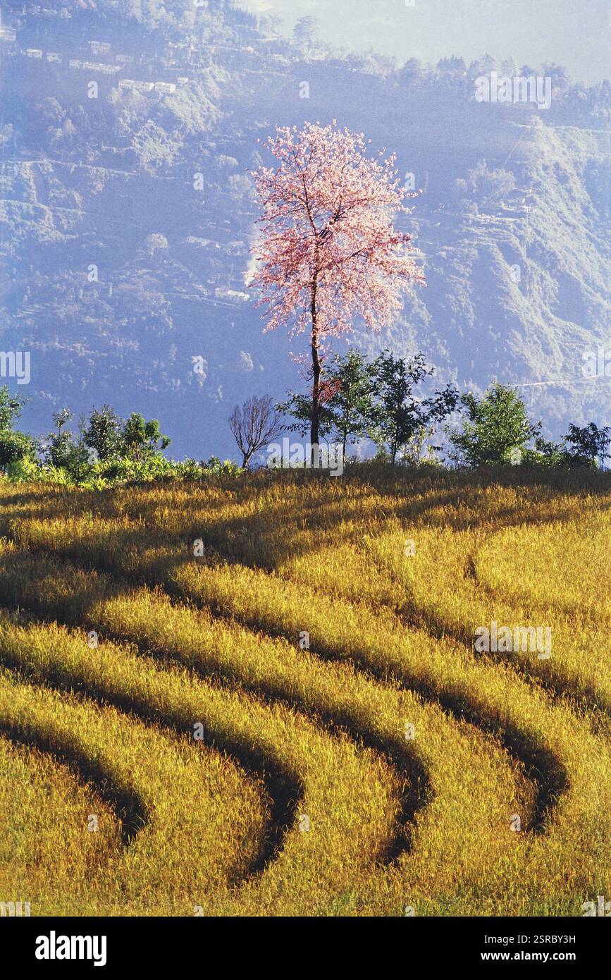 Rice field with colorful tree, Sikkim, India, Asia Stock Photo - Alamy