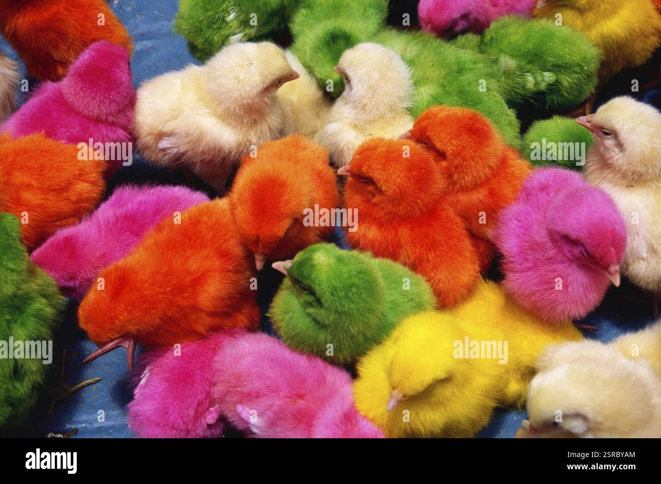 Poultry animal, rainbow chicks, Panchgani, Maharashtra, India, Asia ...