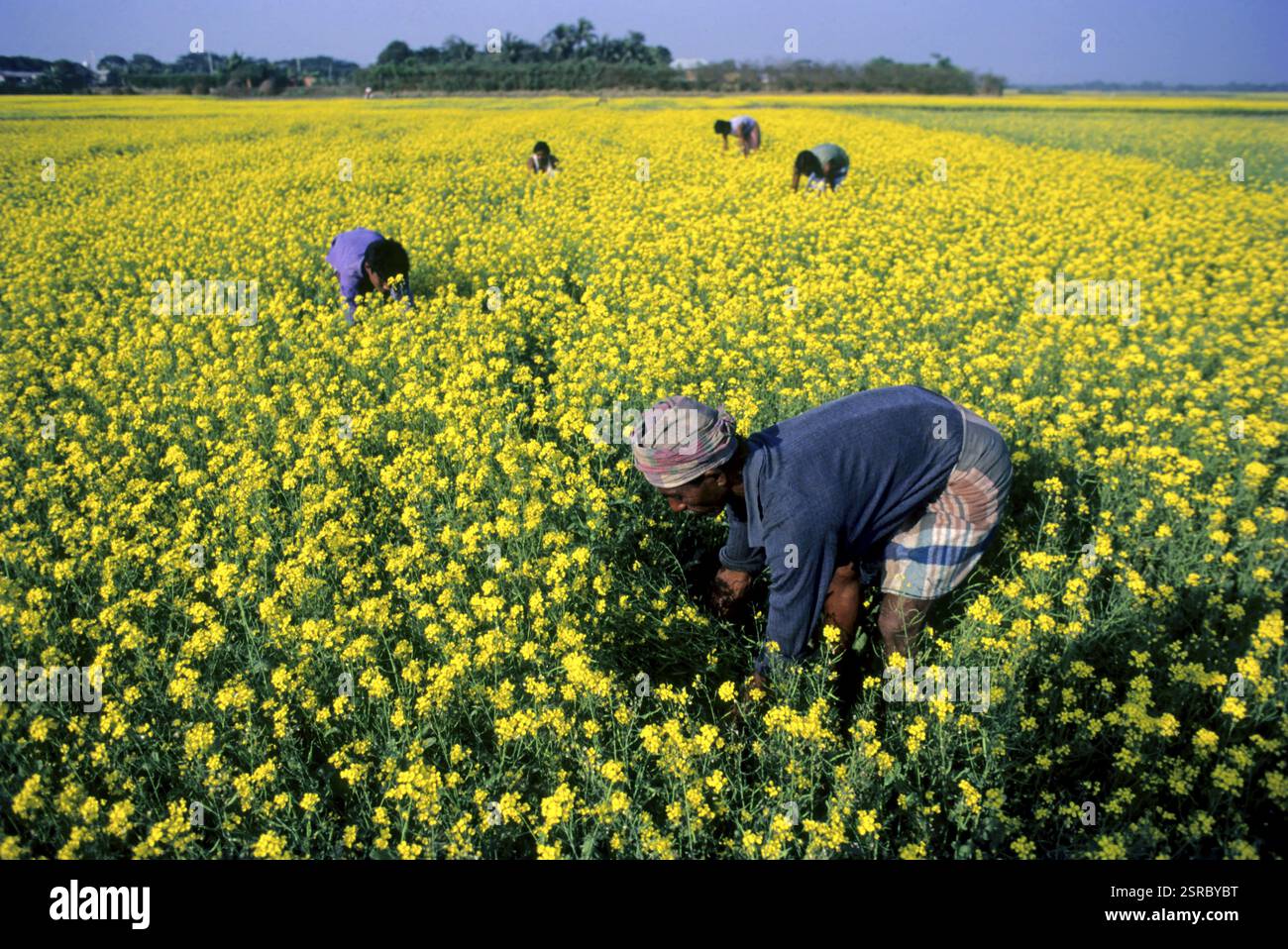 People working in mustard field, India, Asia Stock Photo - Alamy