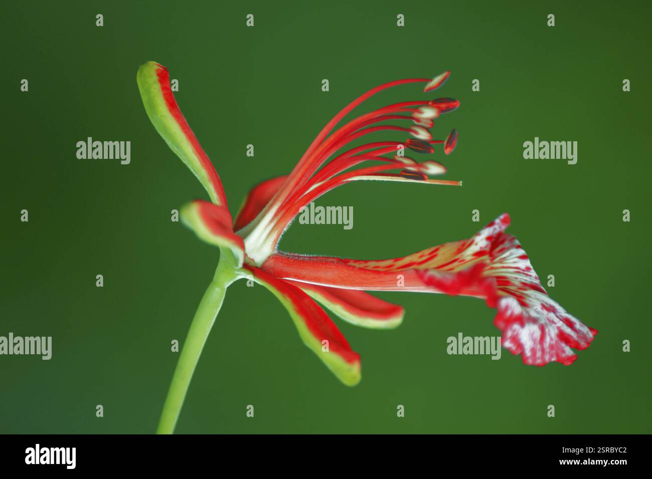 Gulmohar flower, visakhapatnam, andhra pradesh, India, Asia Stock Photo ...
