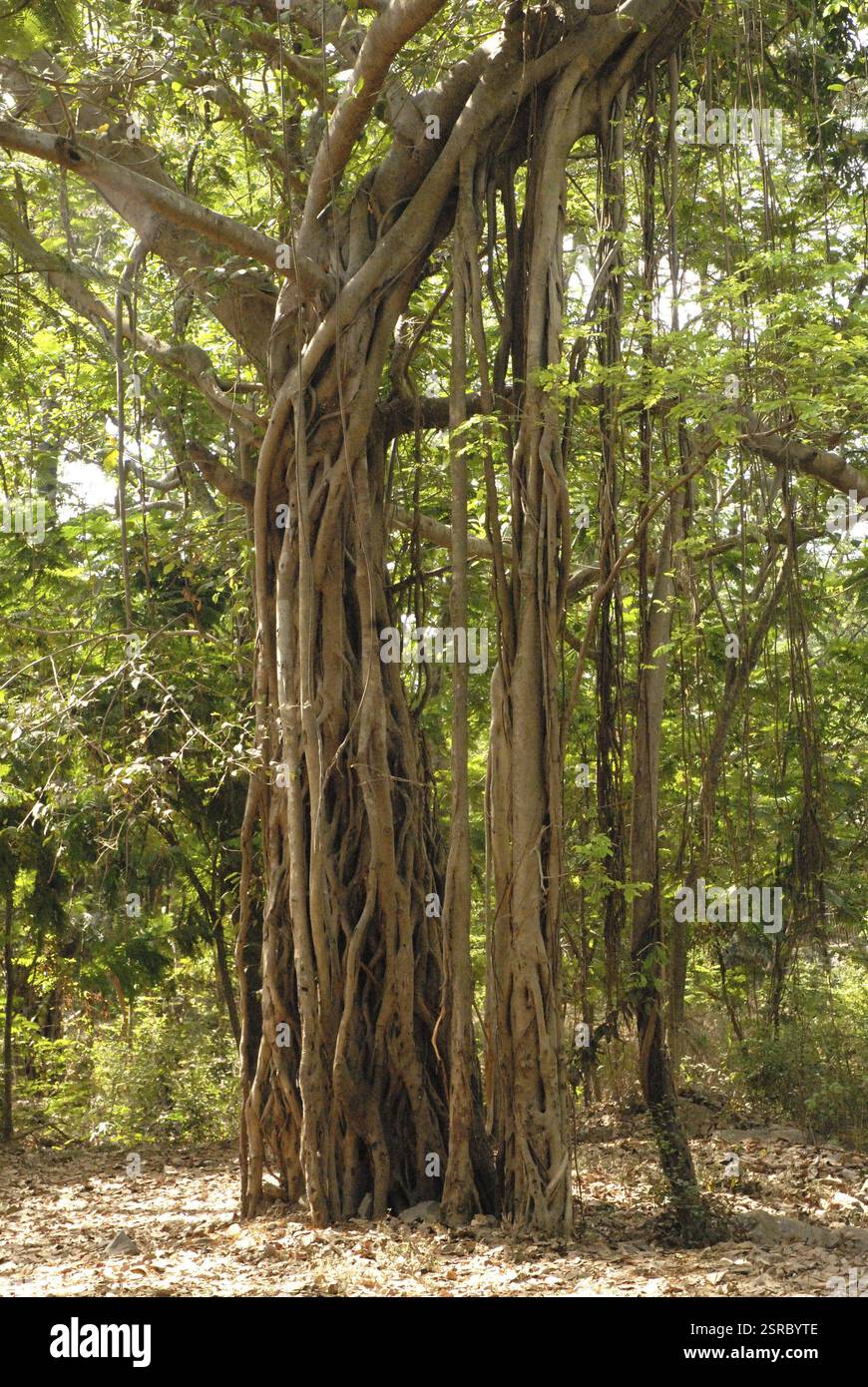 Banian banyan tree ficus bengalensis in Sanjay Gandhi National park ...