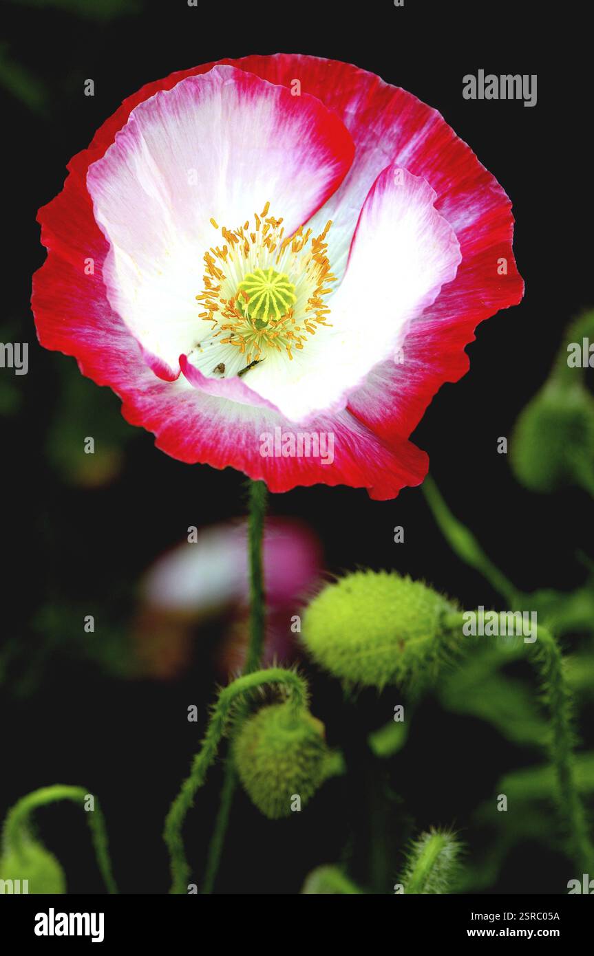Poppy flower with buds, Jammu and Kashmir, India, Asia Stock Photo - Alamy
