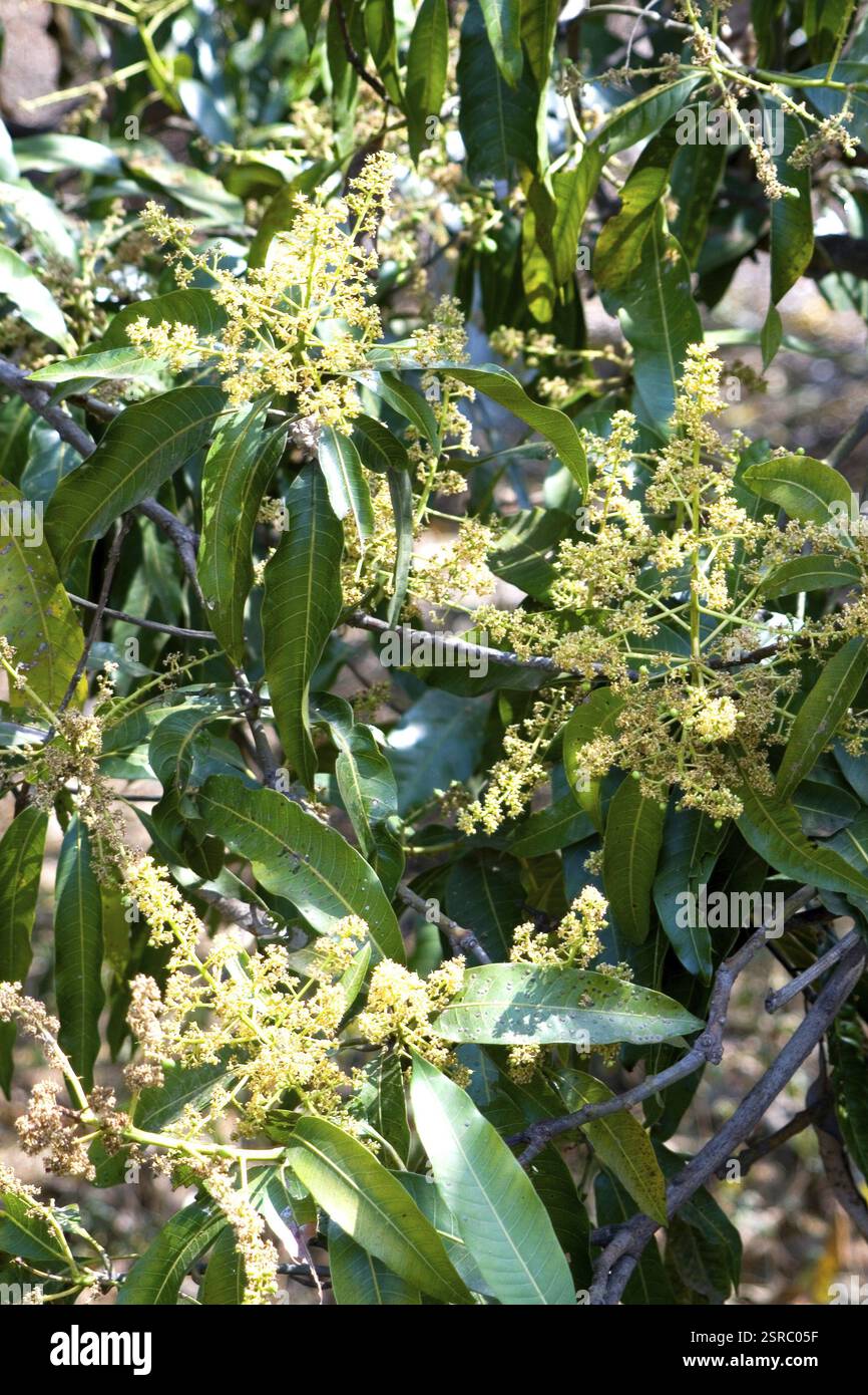 Garden of mango trees with flower aam baur, India, Asia Stock Photo - Alamy