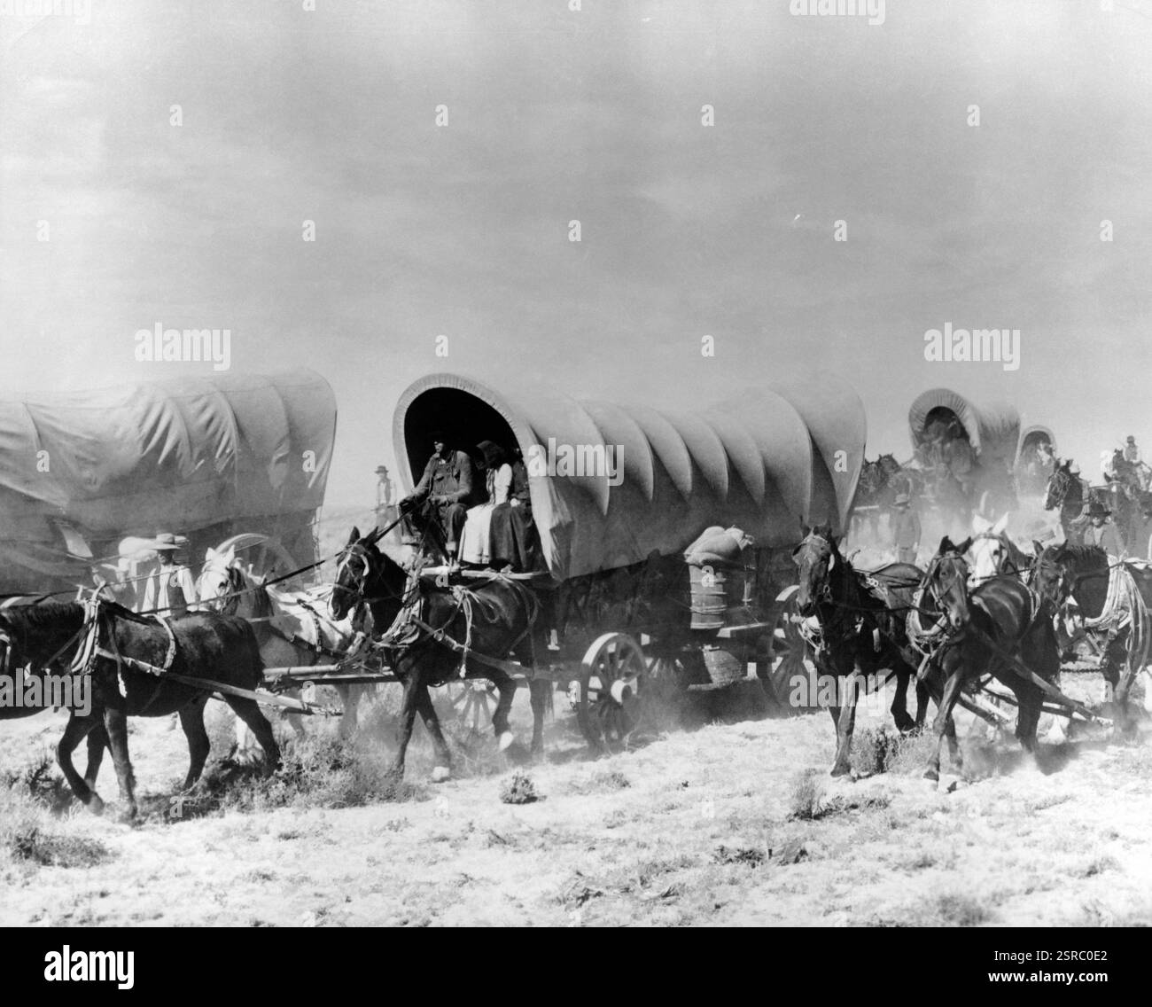 Multiple covered wagons horse drawn carrying families across the Great ...