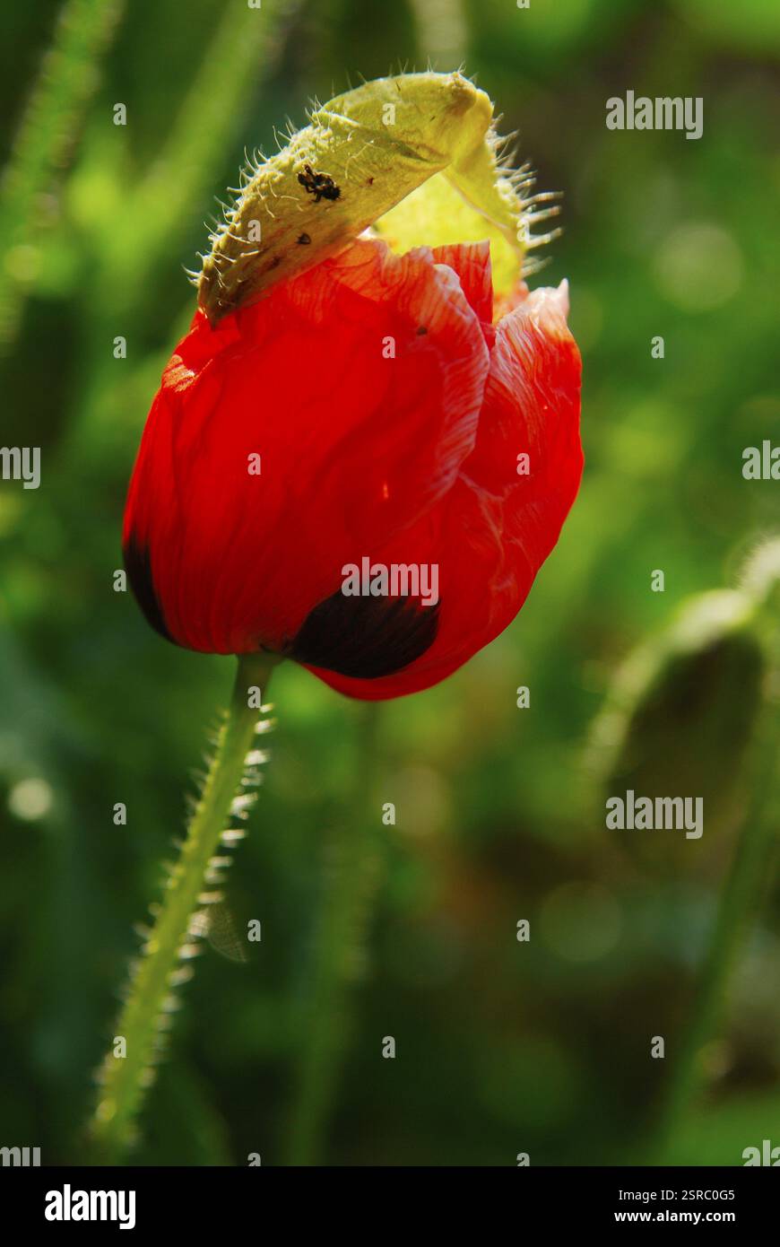 Poppy bud under process of opening, Jodhpur, Rajasthan, India, Asia ...