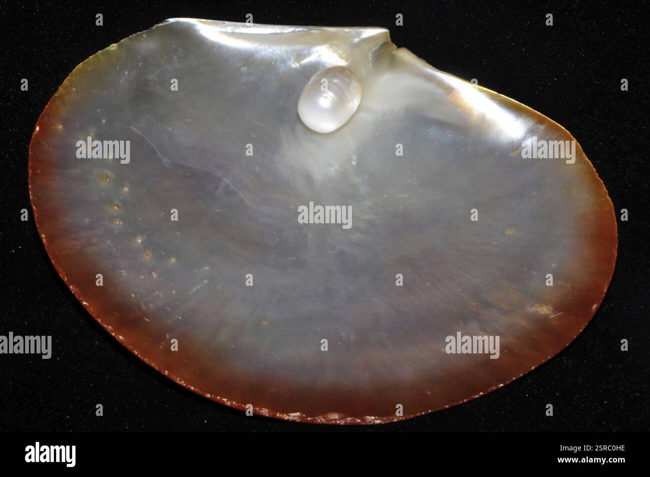 Pearl In Shell, India, Asia Stock Photo - Alamy