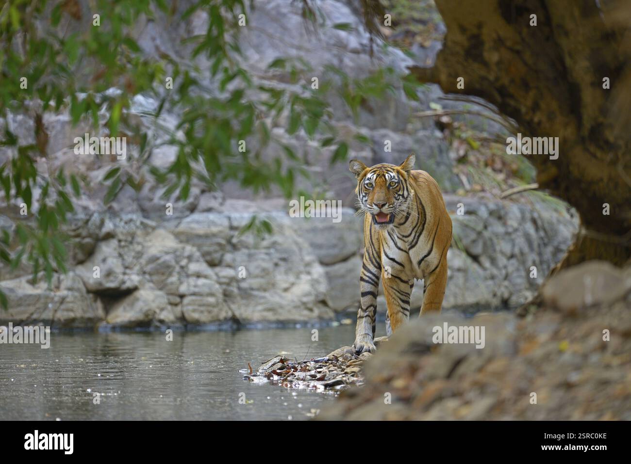 Tiger, Ranthambore national park, rajasthan, India, Asia Stock Photo ...