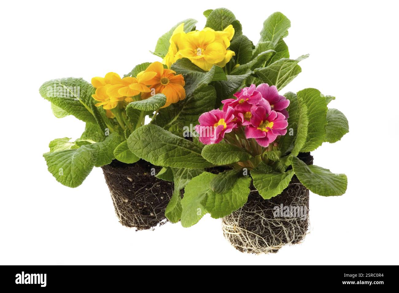 Spring flowers with root system Stock Photo - Alamy
