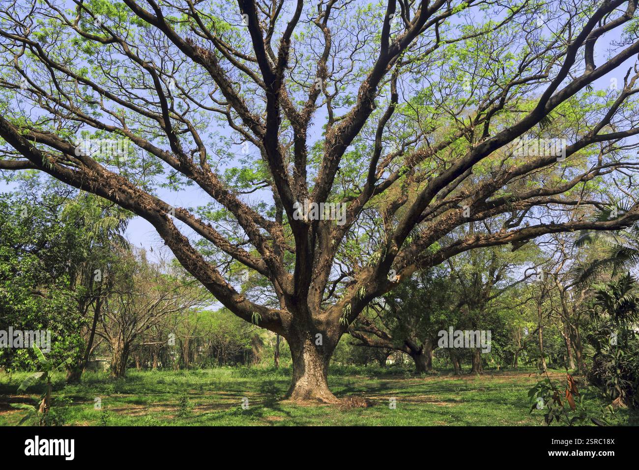 Jagadish chandra bose hi-res stock photography and images - Alamy