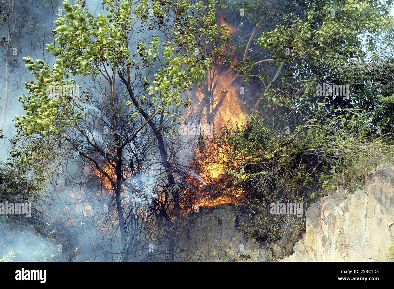 Bush with fire, Jodhpur, Rajasthan, India, Asia Stock Photo - Alamy