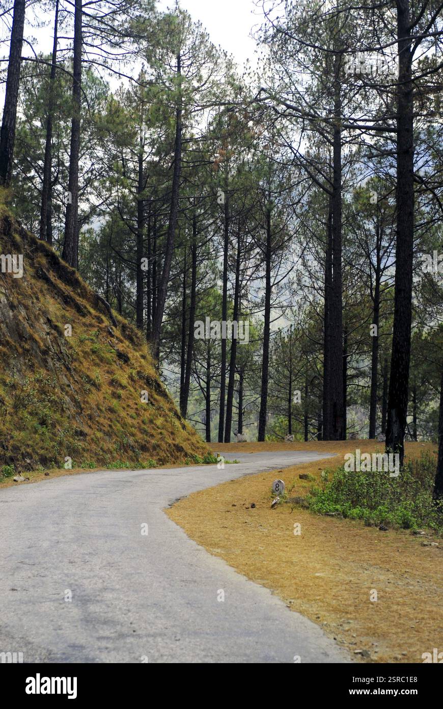 India forest roads sceneries hi-res stock photography and images - Alamy