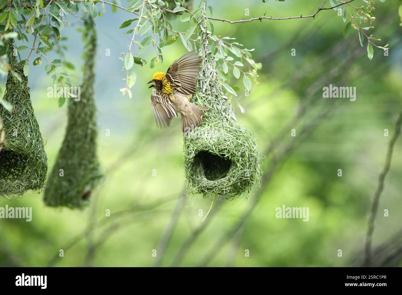 Baya weaver nest indian birds wild life india Stock Photo - Alamy