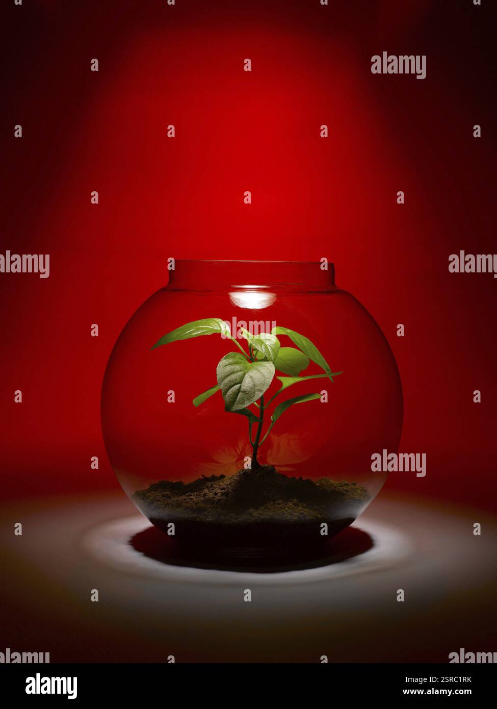 Plant growing inside a glass bowl India Stock Photo - Alamy