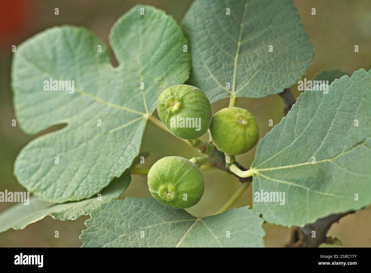 Fruits fig anjeer tree hi-res stock photography and images - Alamy