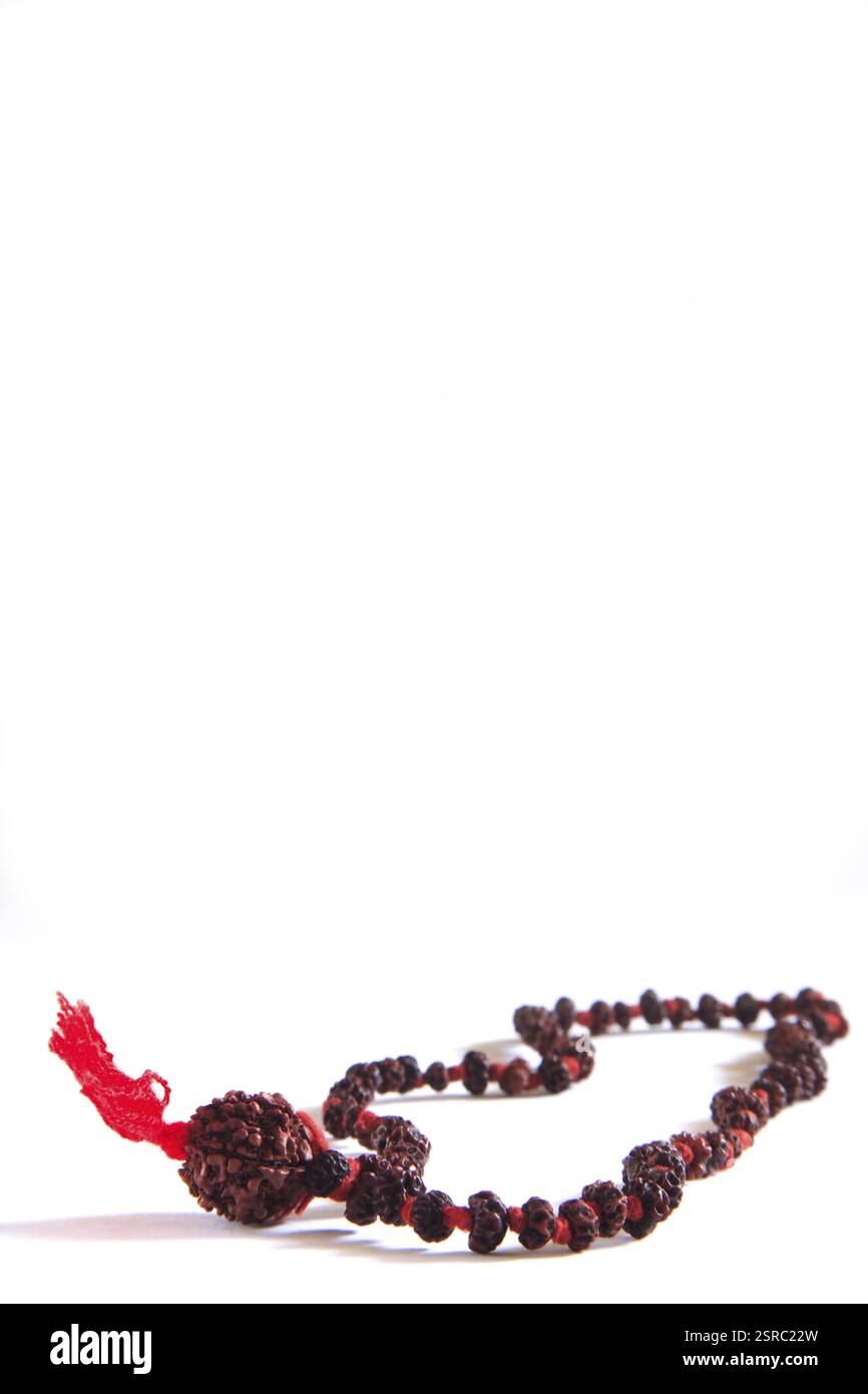 Concept, rudraksh chanting mala seed of eleocarpus ganitrus used in ...