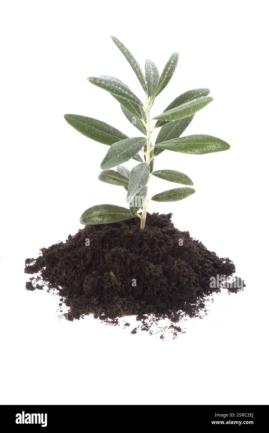 Growing olive in soil Stock Photo - Alamy