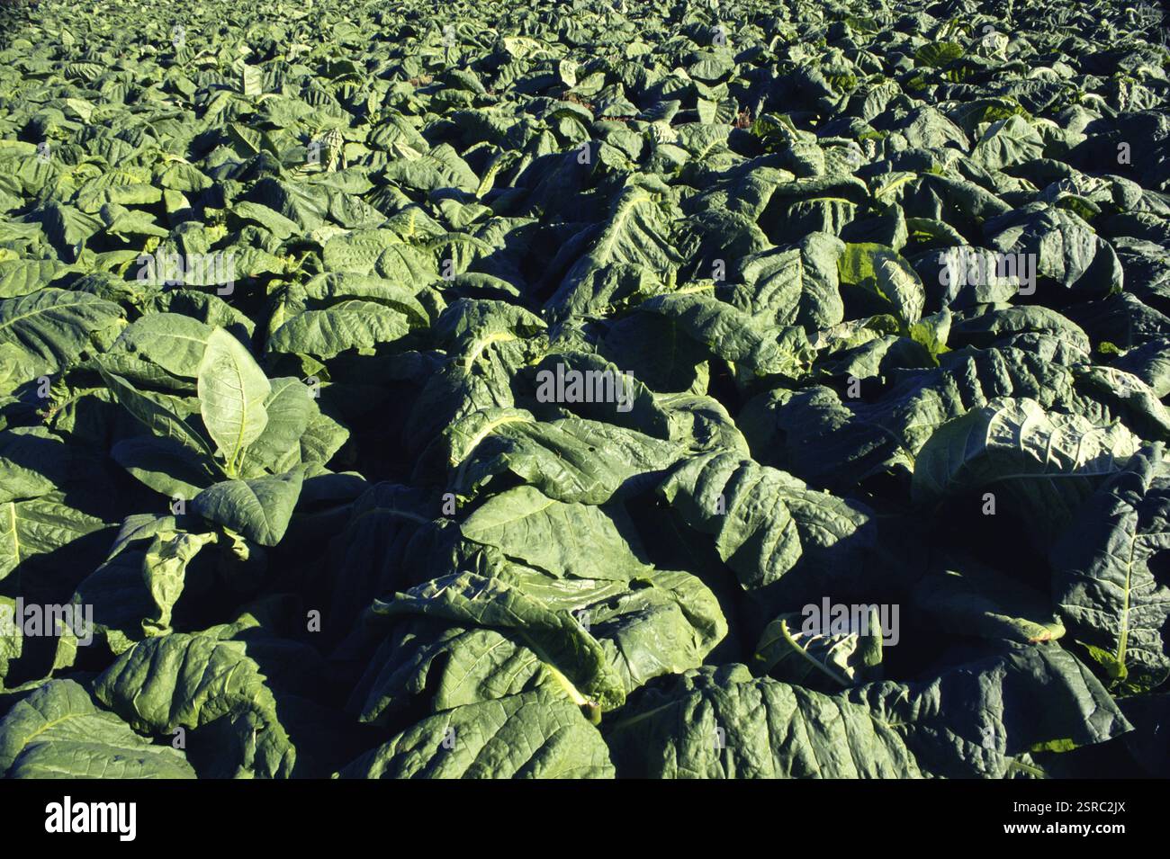 Tobacco crop cultivation, India, Asia Stock Photo - Alamy