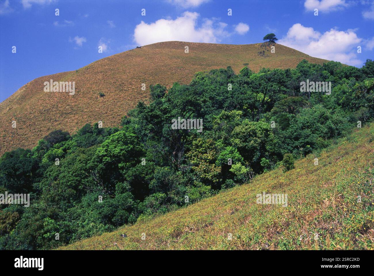 Landscape, Coorg, Karnataka, India, Asia Stock Photo - Alamy