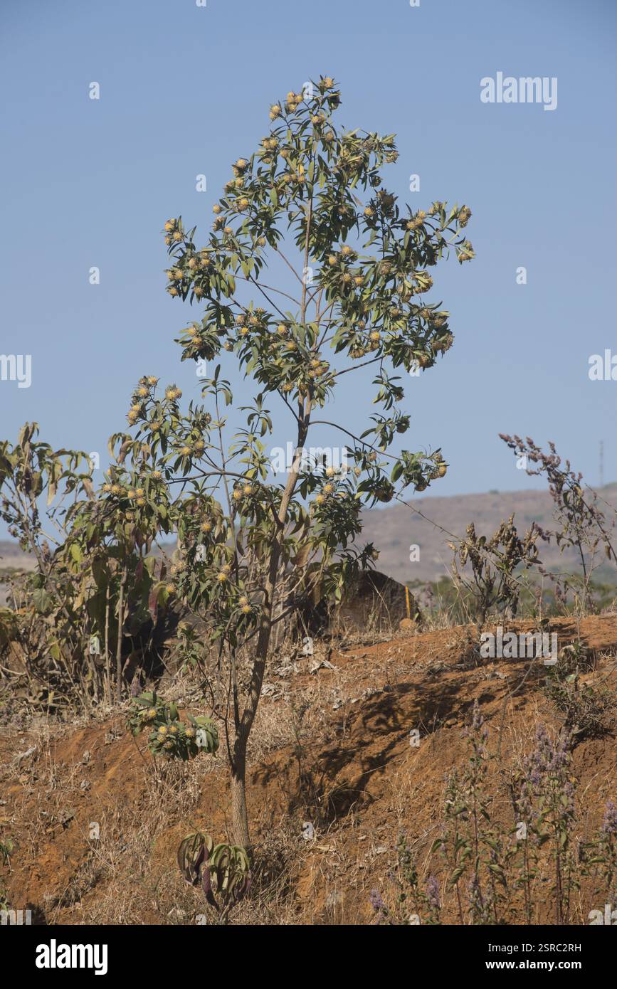 Wild Trees, Pune, Maharashtra, India, Asia Stock Photo - Alamy