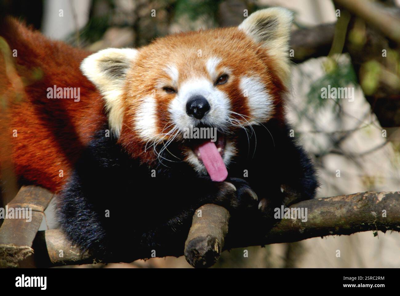 Red Panda sleepy ailurus fulgens, Darjeeling Zoo, West Bengal, India ...