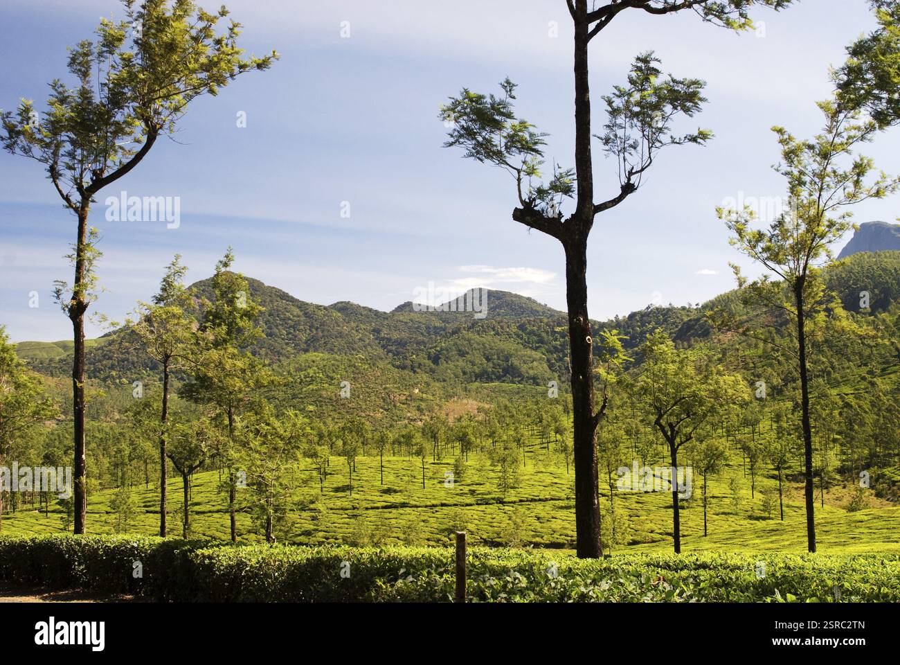 Tea estate, Valparai, Tamil Naadu, India, Asia Stock Photo - Alamy