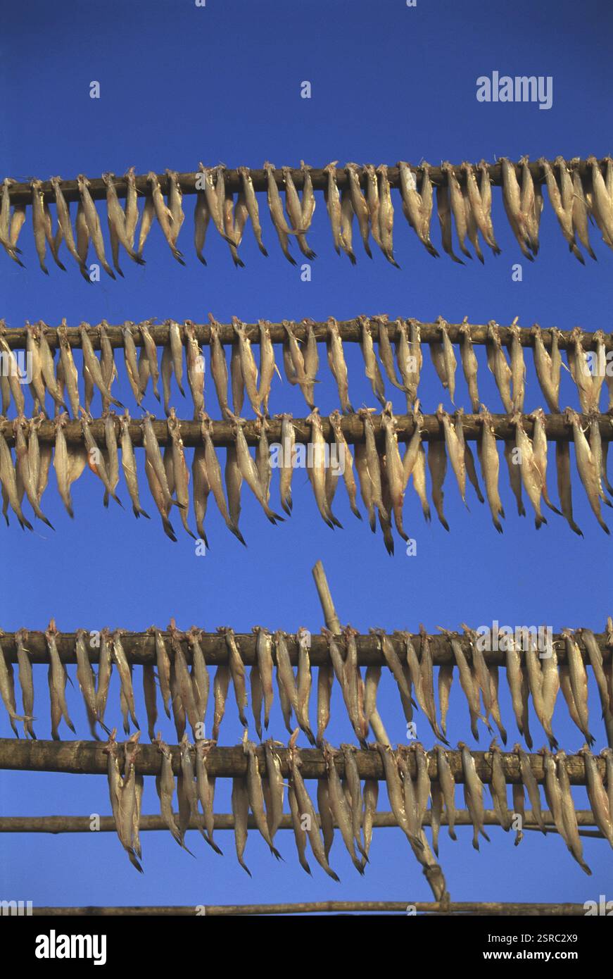 Fish Bombil drying at Uttan, Bombay Mumbai, Maharashtra, India, Asia ...