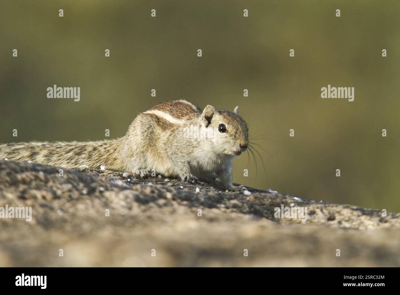 Three-striped squirrel funambulus palmarum, Bangalore, Karnataka, India ...