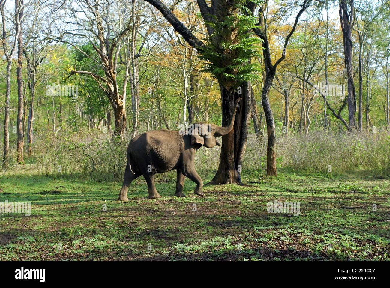 Cow elephant walking lifting its trunk Kabani jungles Karnataka India ...