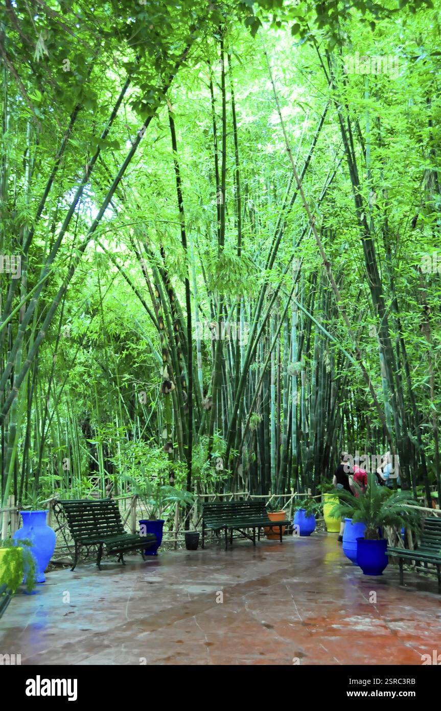 Jardin Majorelle, Botanical Garden in Marrakech, Green bamboo garden ...