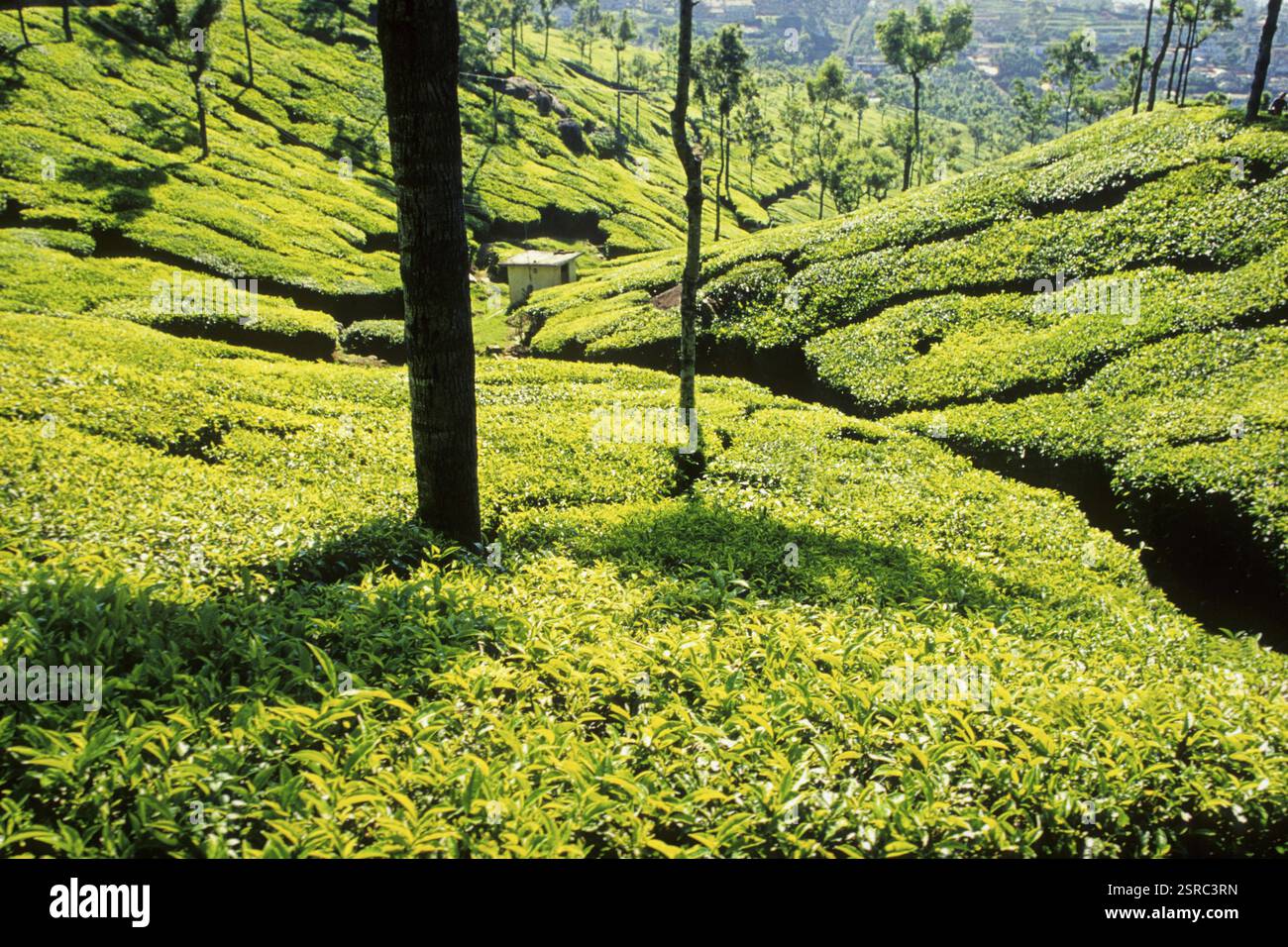 Tea Estate, Ooty, Tamil Nadu, India, Asia Stock Photo - Alamy