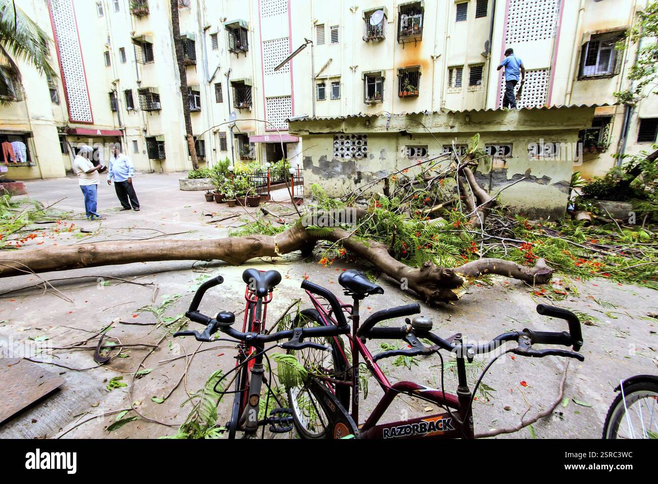 Tree fallen after monsoon rains, Mumbai, Maharashtra, India, Asia Stock ...