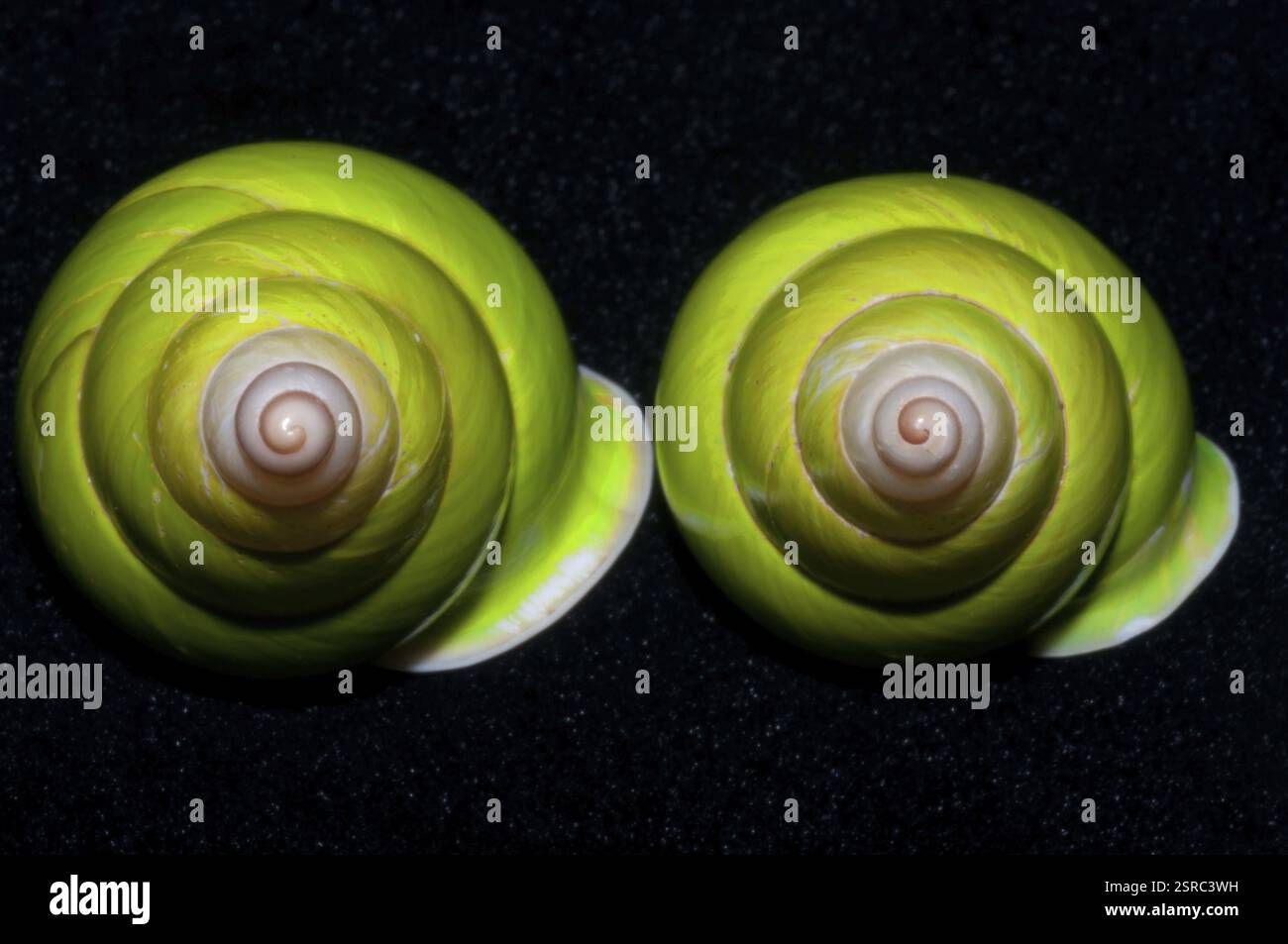 Green Snail, Manus Island, Papua New Guine Stock Photo - Alamy