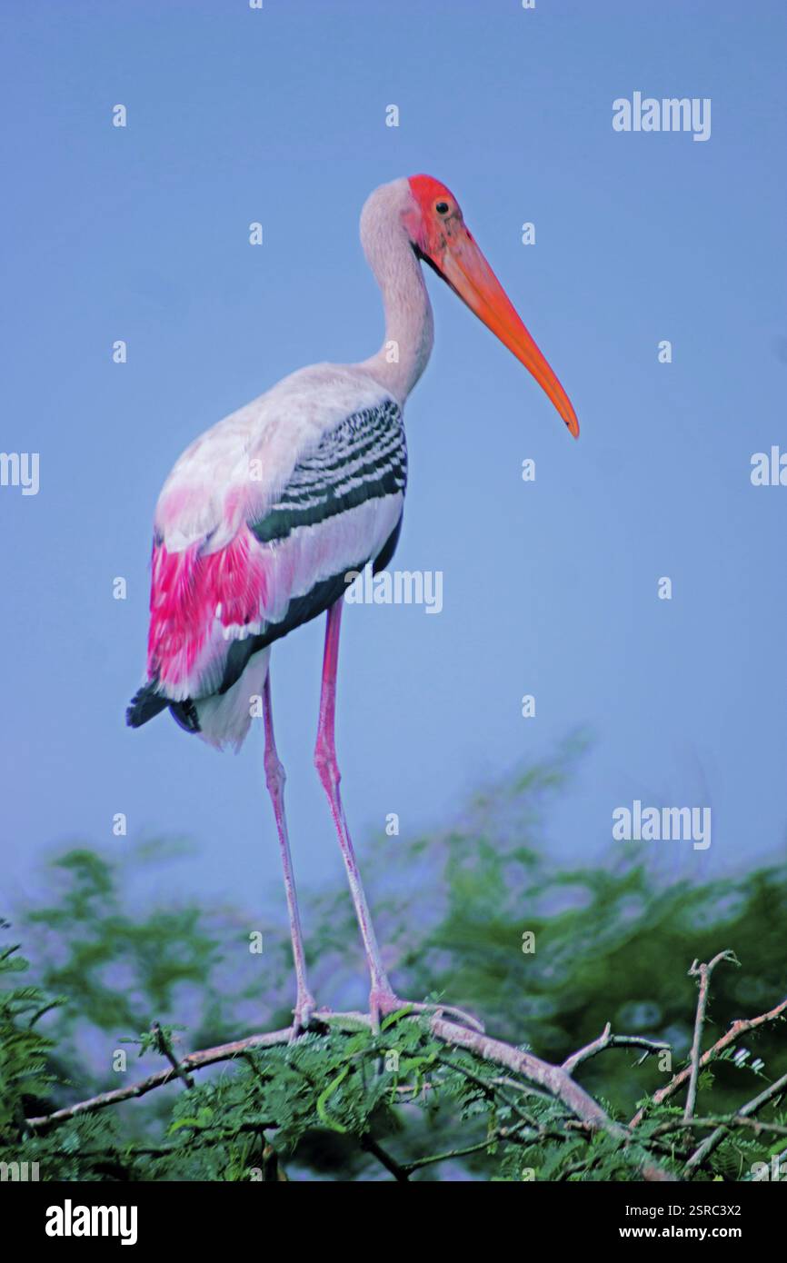 Painted stork bird, telineelapuram, tekkali, andhra pradesh, India ...