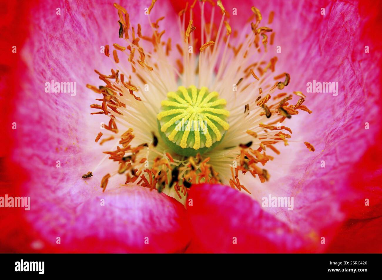 Poppy flower, Jammu and Kashmir, India, Asia Stock Photo - Alamy