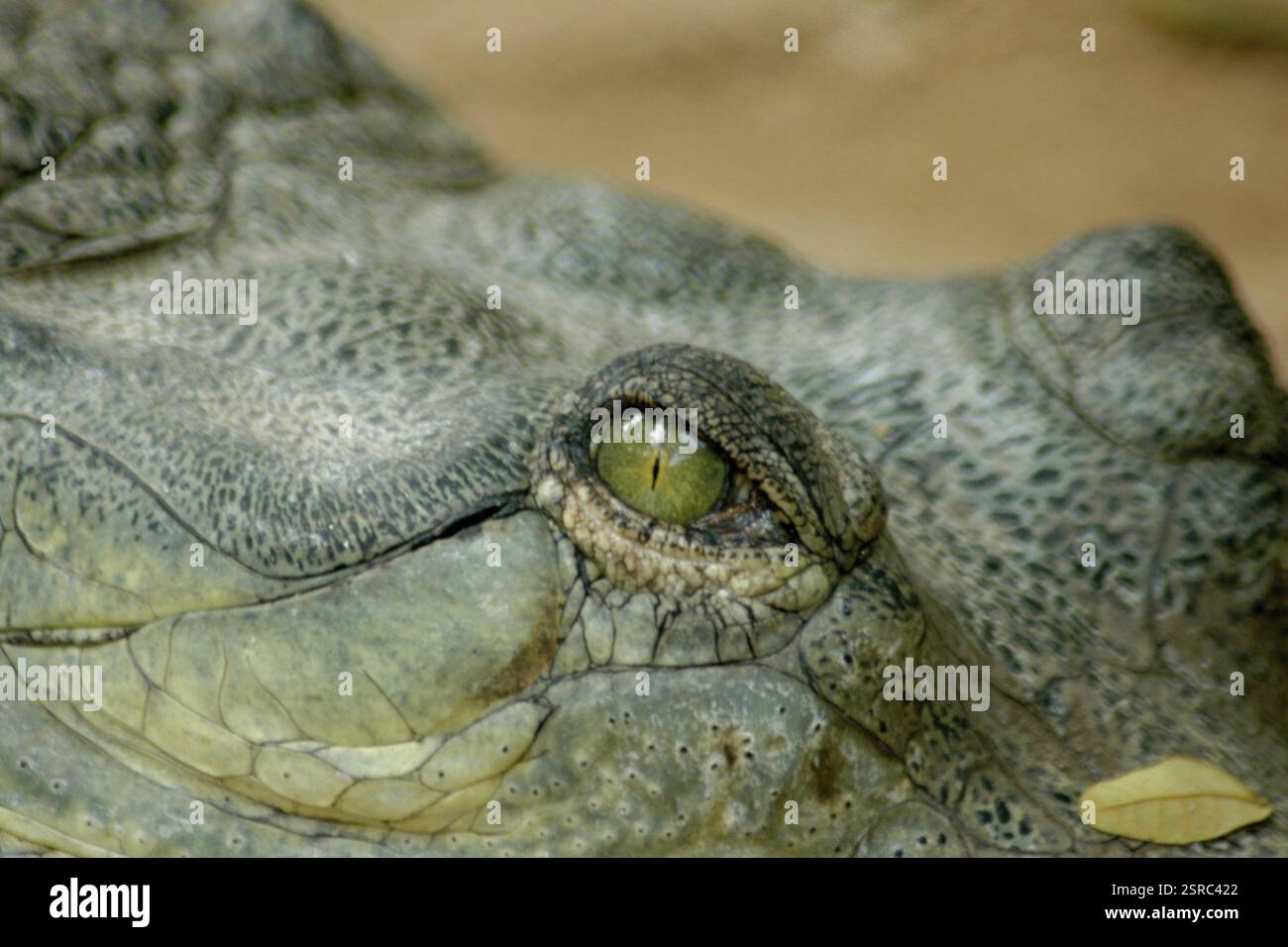 Reptiles, Crocodile in a zoo, Trivandrum, Kerala, India, Asia Stock ...