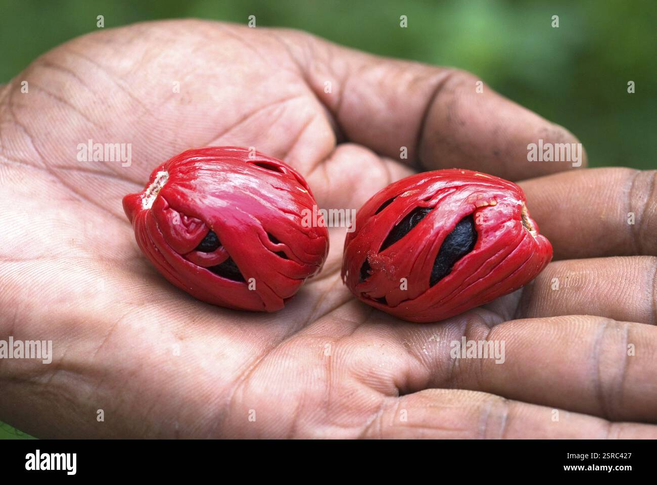 Spices, mace jatipatri dried lacy red covering arillus of seed nutmeg ...