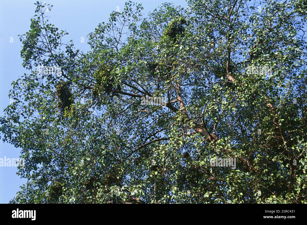 Leaves plants tree hi-res stock photography and images - Alamy