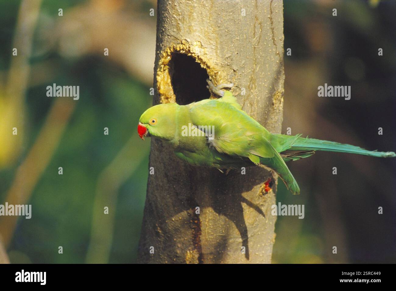 Birds, Rose ringed Parakeet psittacula krameri Stock Photo - Alamy