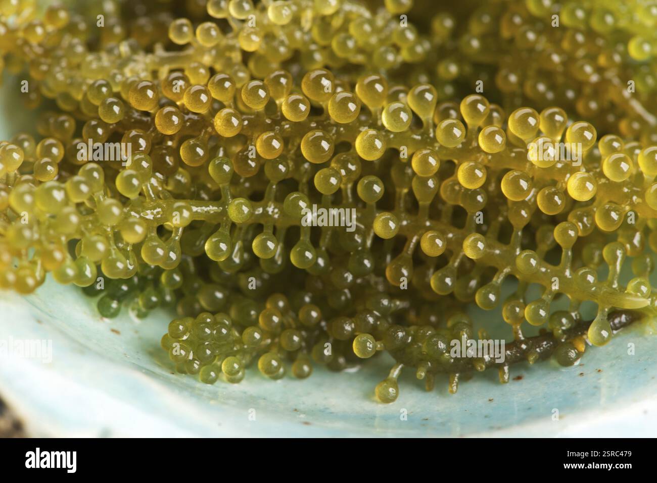 Caulerpa lentillifera hi-res stock photography and images - Alamy