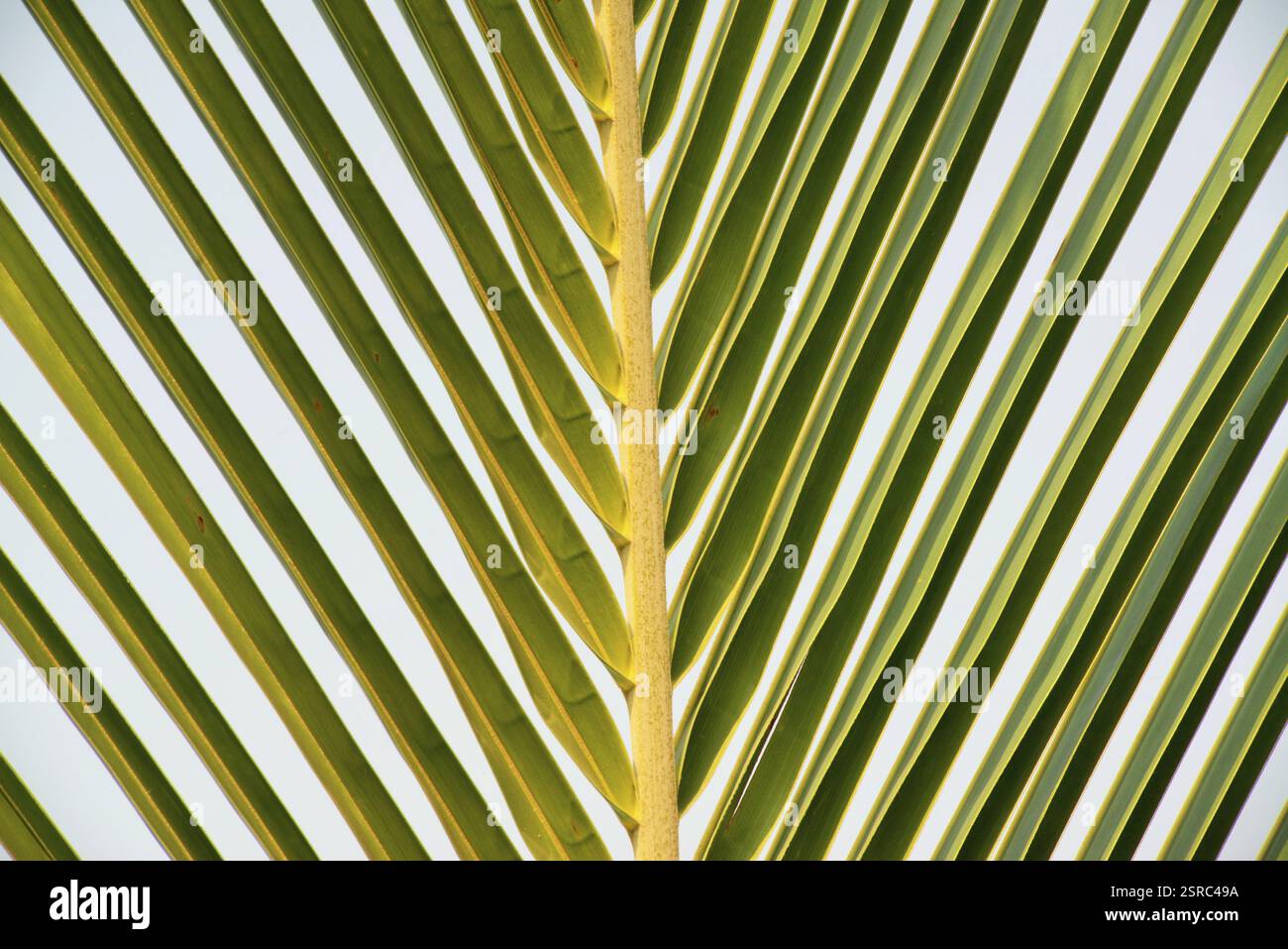 Asian palm trees hi-res stock photography and images - Alamy