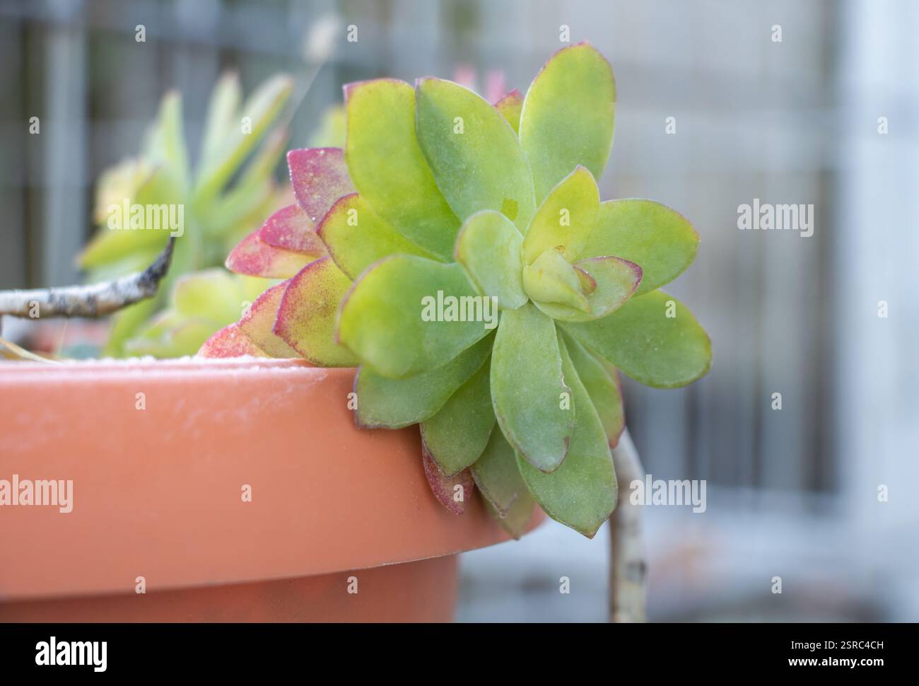 Close-up of a Sedum palmeri plant in a terracotta pot, with a focus on ...