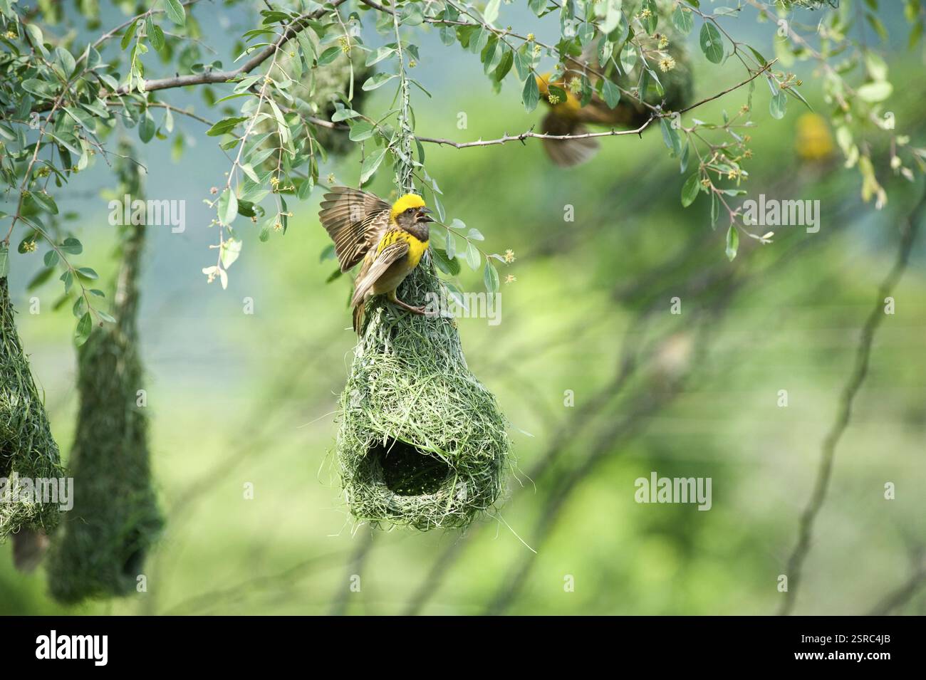 Baya weaver nest indian birds wild life india Stock Photo - Alamy