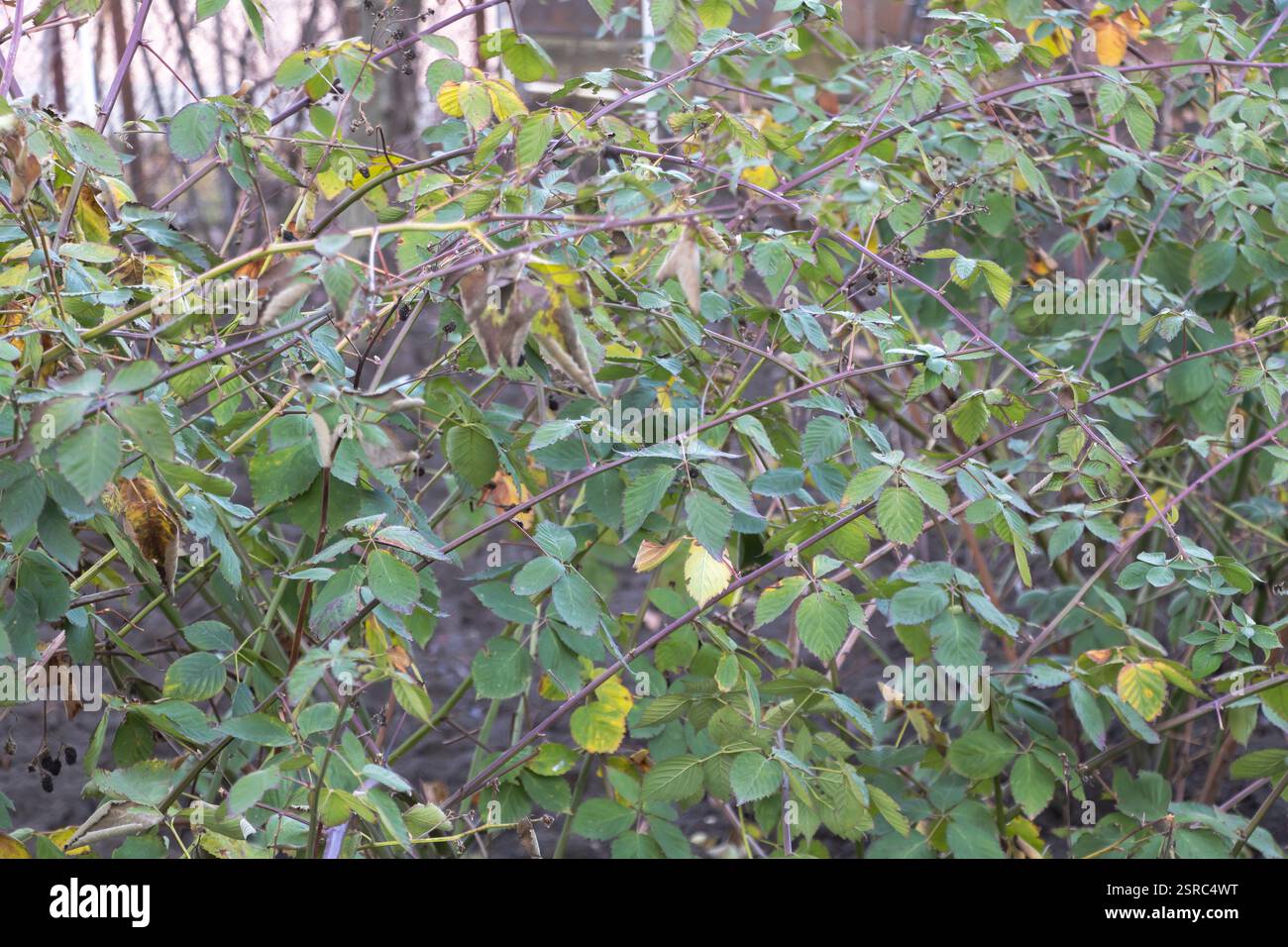 A close-up of the brambles, showing their dense foliage and thorny ...