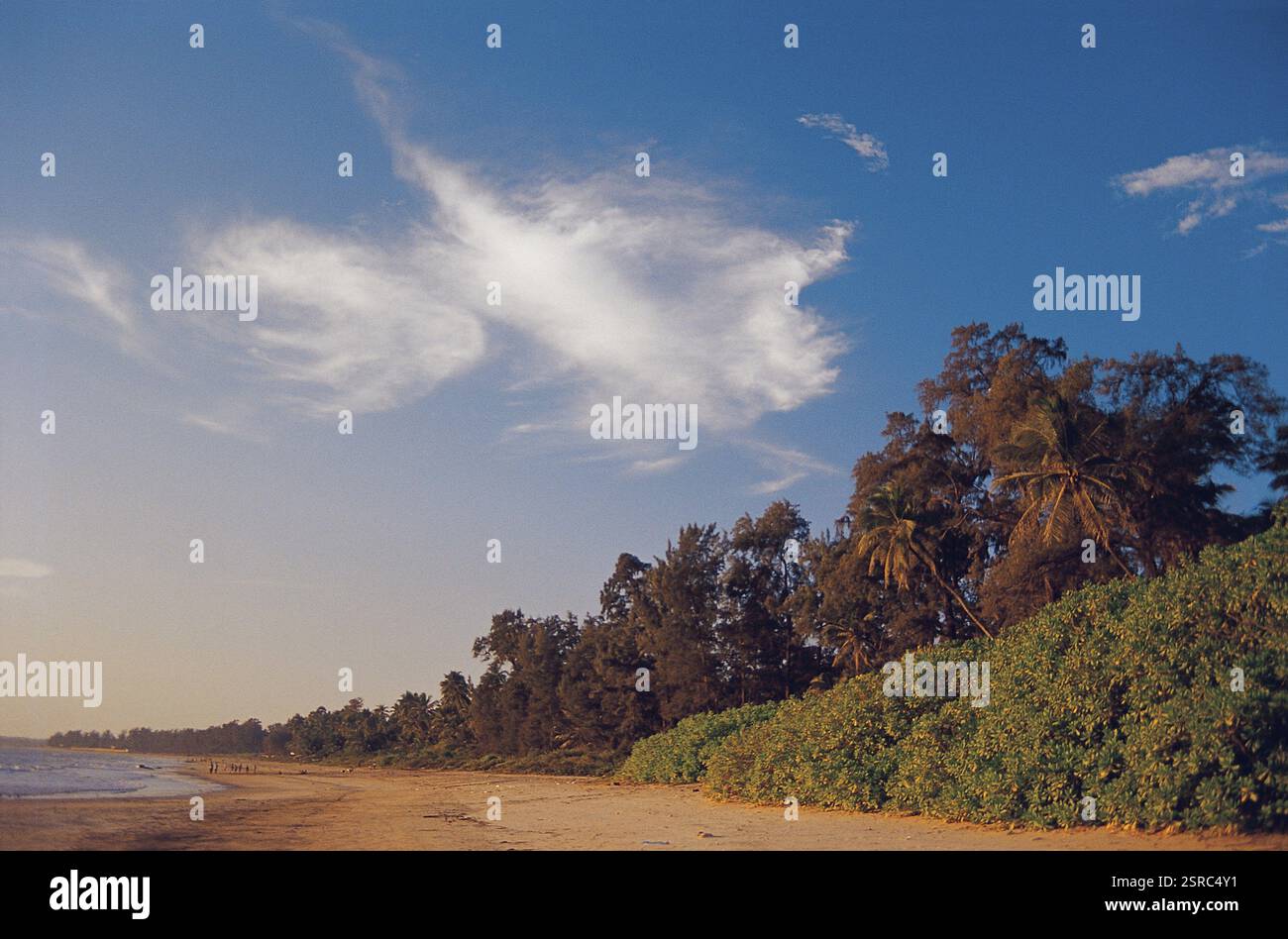 Kihim Beach Welcomes Tourists, Maharashtra, India, Asia Stock Photo - Alamy