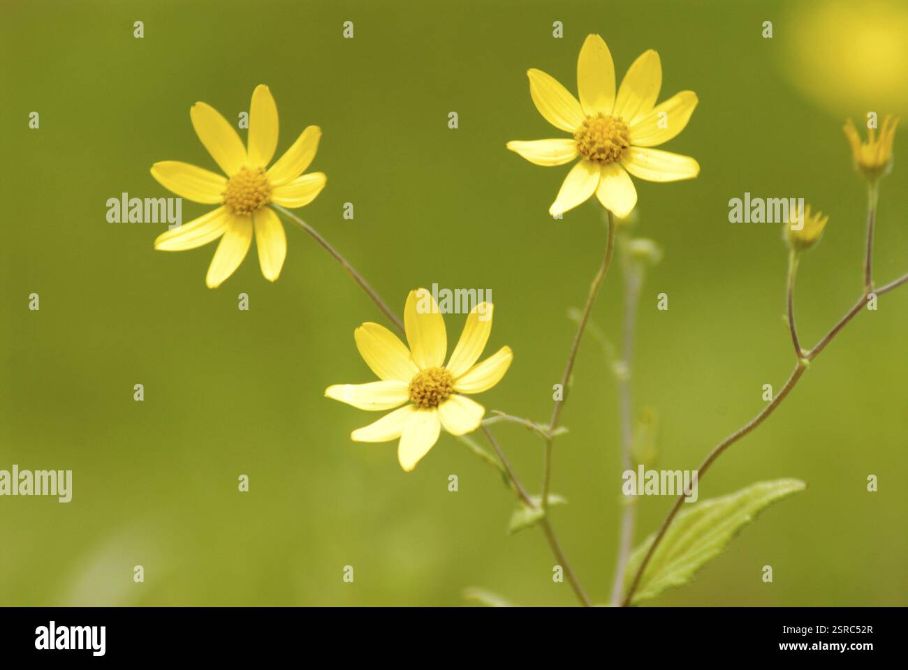 Flower Sonaki at kass near Satara, Maharashtra, India, Asia Stock Photo ...